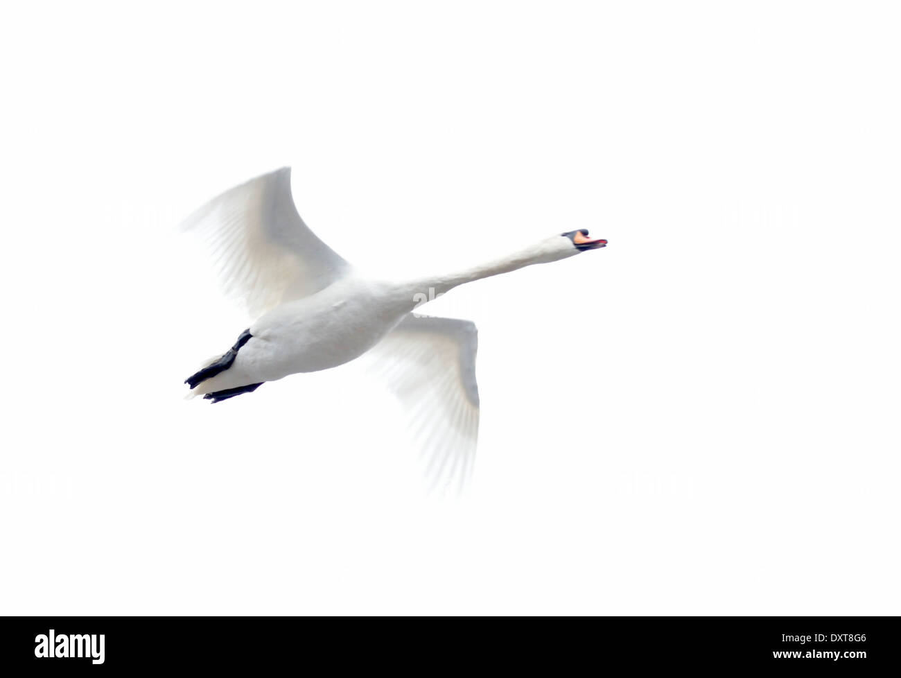 Flight image Cut Out Stock Images & Pictures - Alamy