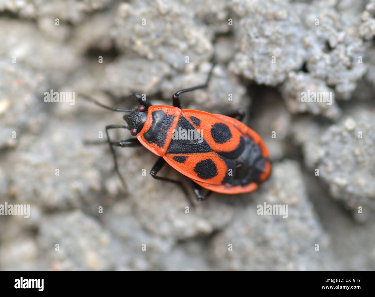 Fire bug. Image taken in Mazovia region, Poland Stock Photo - Alamy