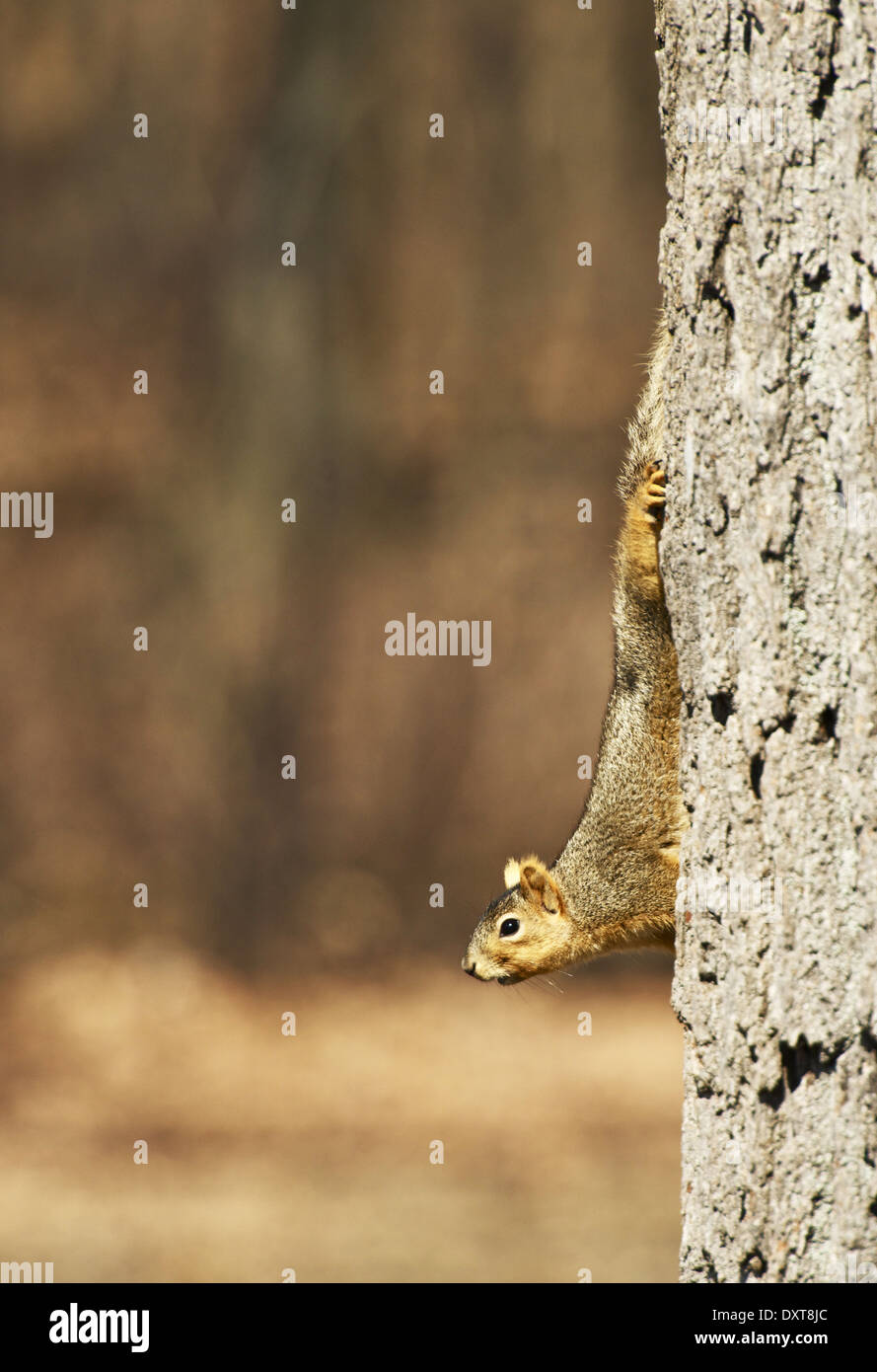 Squirrel on Tree. North American Squirrel. Wildlife Photo Collection ...