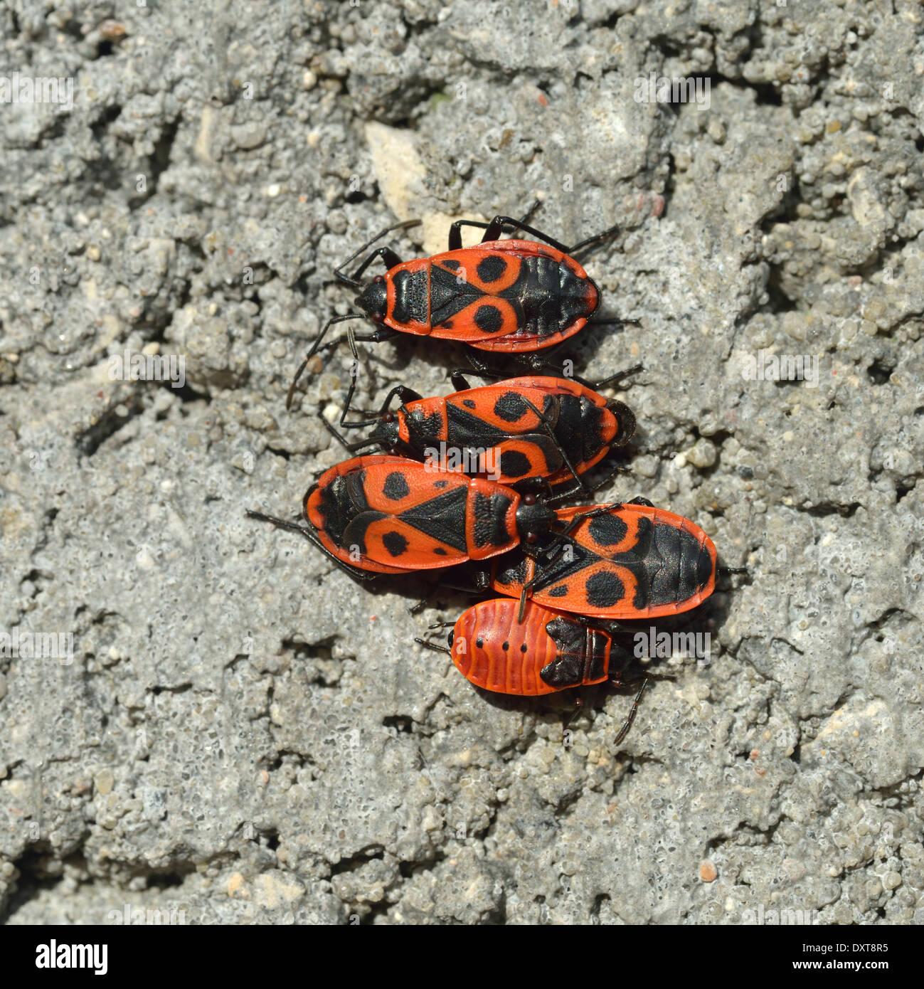 Fire bugs. Image taken in Mazovia region, Poland Stock Photo - Alamy