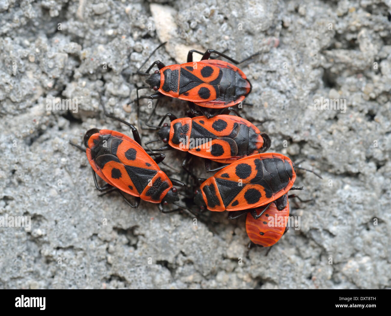 Fire bugs. Image taken in Mazovia region, Poland Stock Photo - Alamy