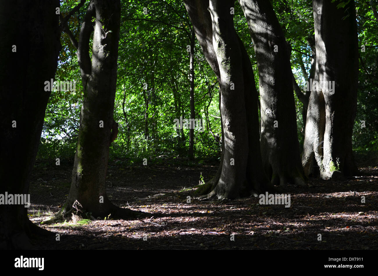 Trees beside the Dalmuir Park Golf Course, Dalmuir, Clydebank, Scotland ...