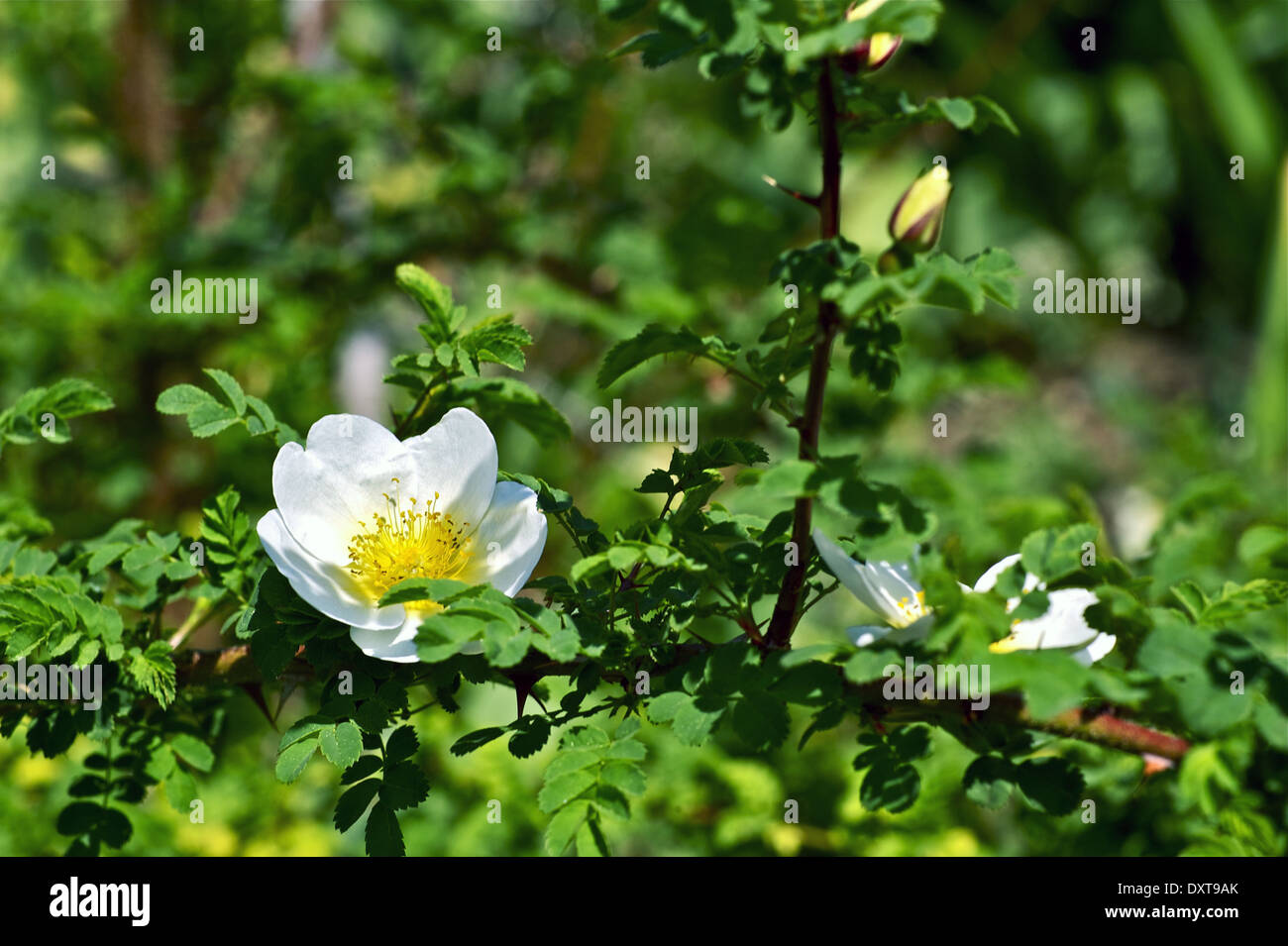 Blossom Tree - Generic Vegetation Theme. Spring Time Stock Photo - Alamy
