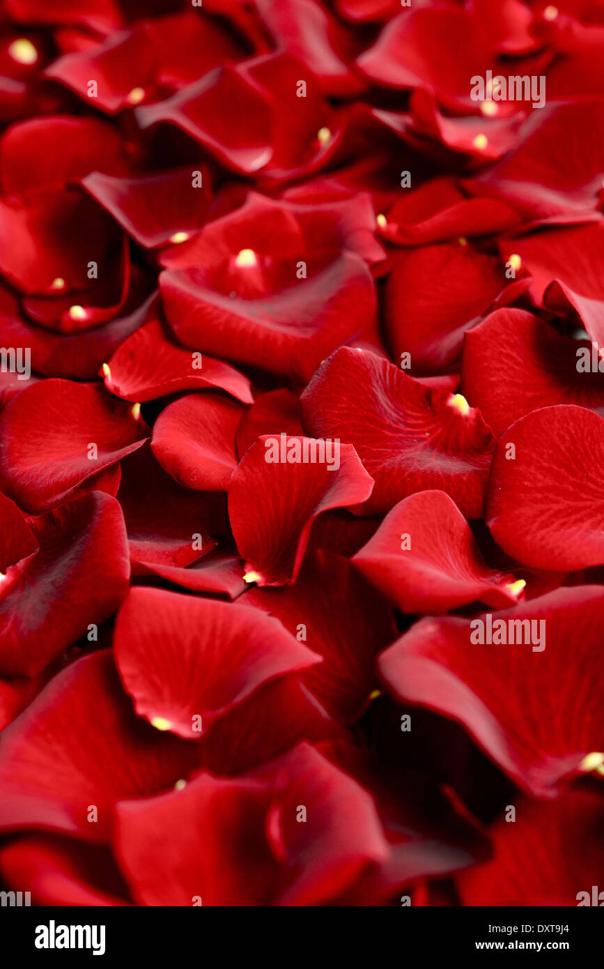 Rose theme hi-res stock photography and images - Alamy