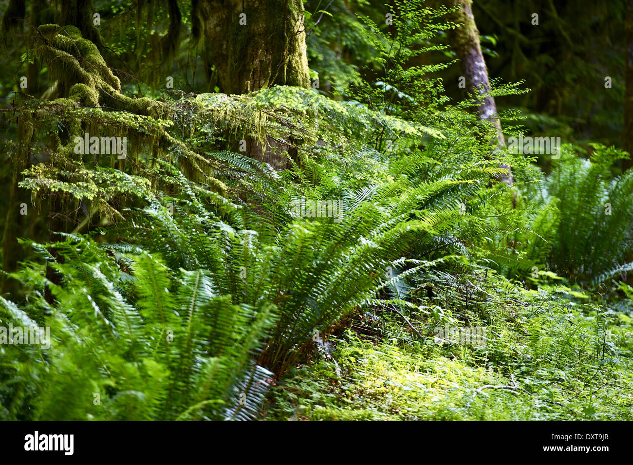 Rainforest Ferns. Washington State - American Northwest Rainforest ...