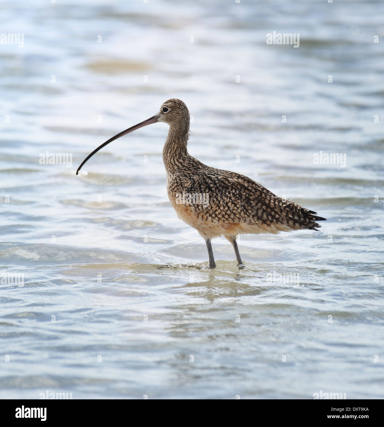 Long-billed Curlew (Numenius americanus Stock Photo - Alamy