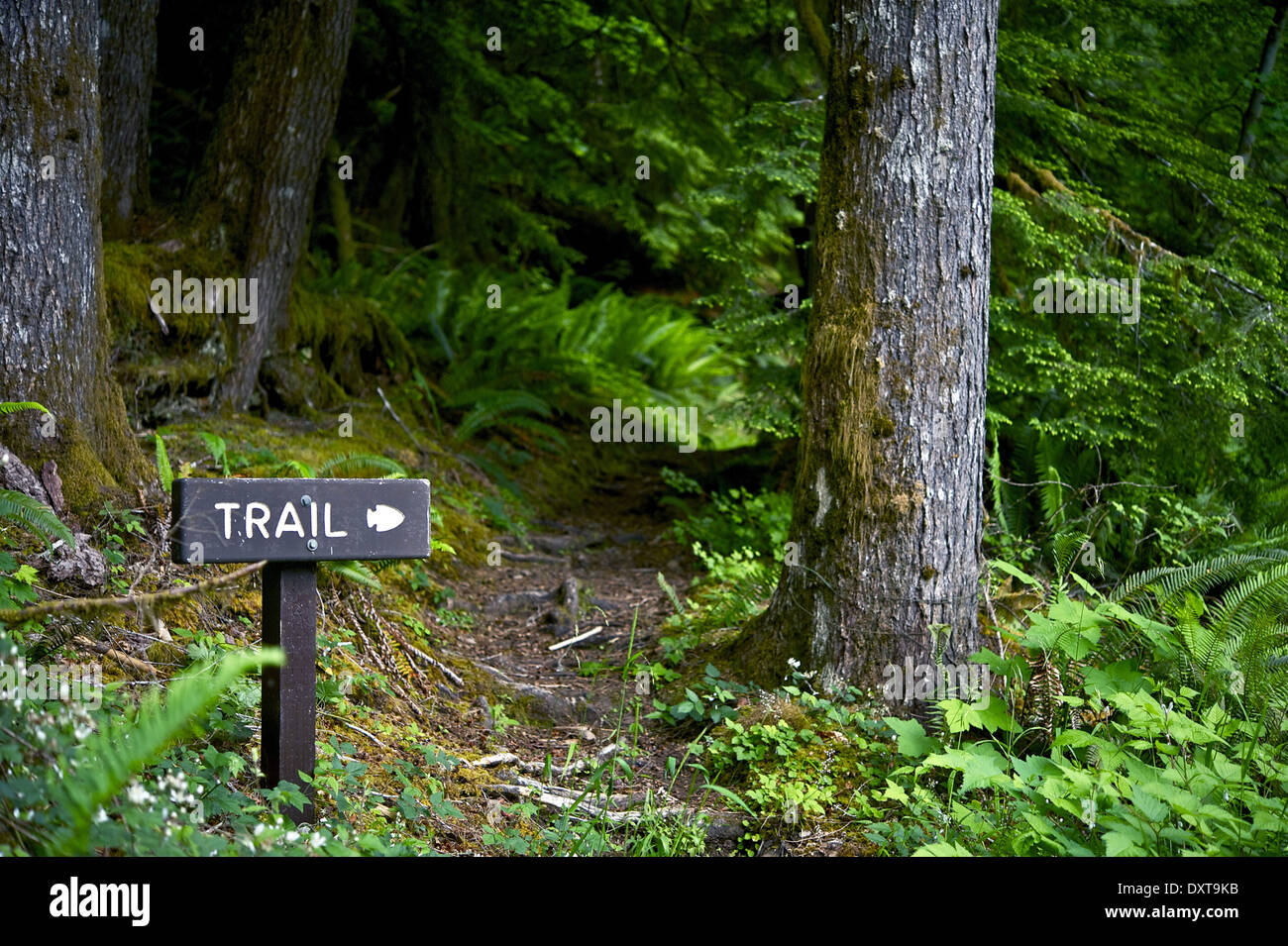 Trail Way Sign - Wood Trail Sign Somewhere in Olympic National Park ...