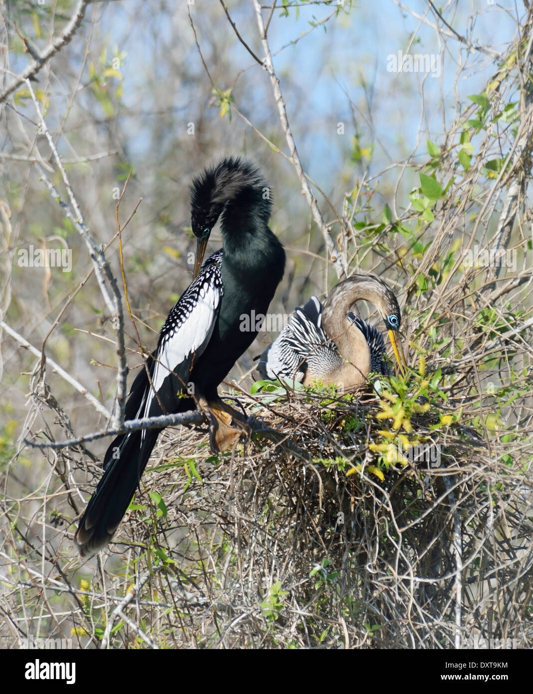 Male And Female Anhinga Birds In The Nest Stock Photo - Alamy