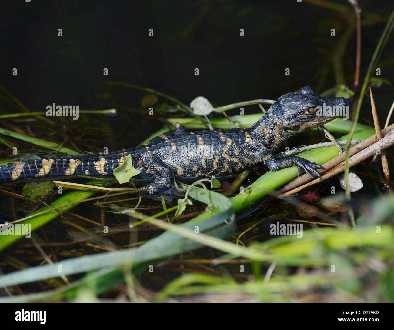 Alligator basking hi-res stock photography and images - Alamy