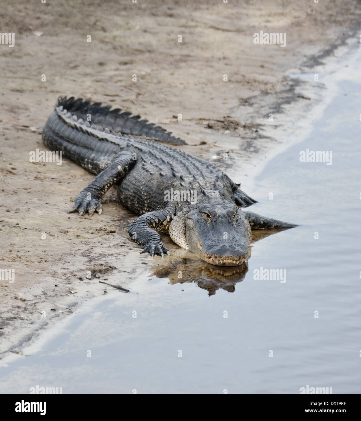American Alligator Basking In The Sun Stock Photo - Alamy