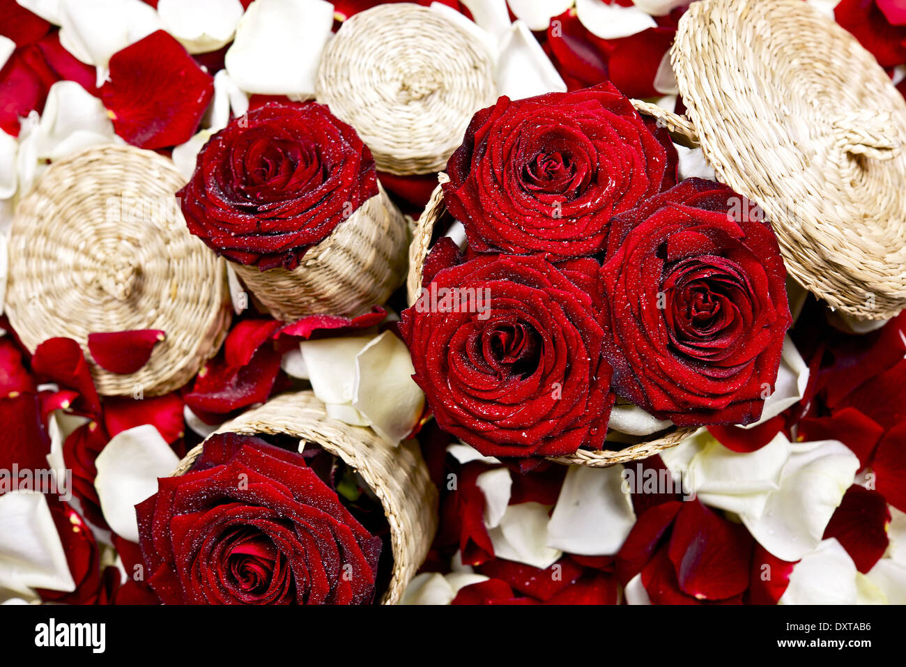 Floral Background. Wet Roses Buds and Rose Petals Background Stock ...