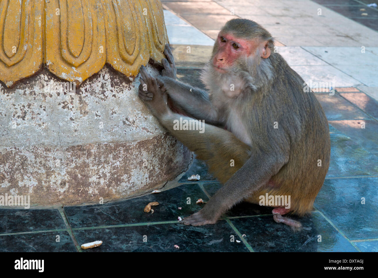 Mount popa monkey hi-res stock photography and images - Alamy