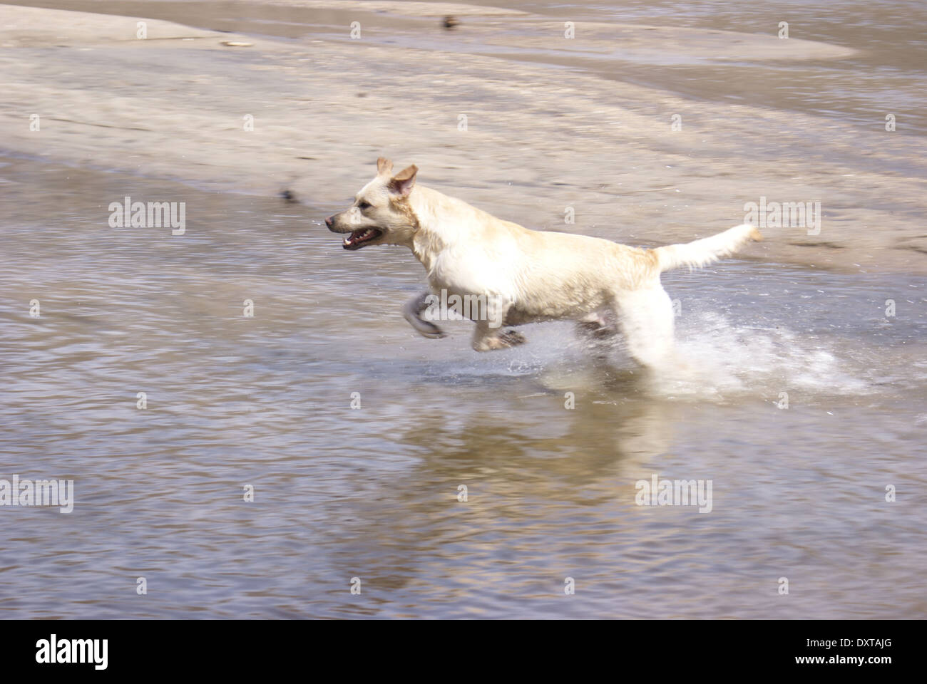 Photo of a Yellow Lab running and playing in a shallow river in mid ...
