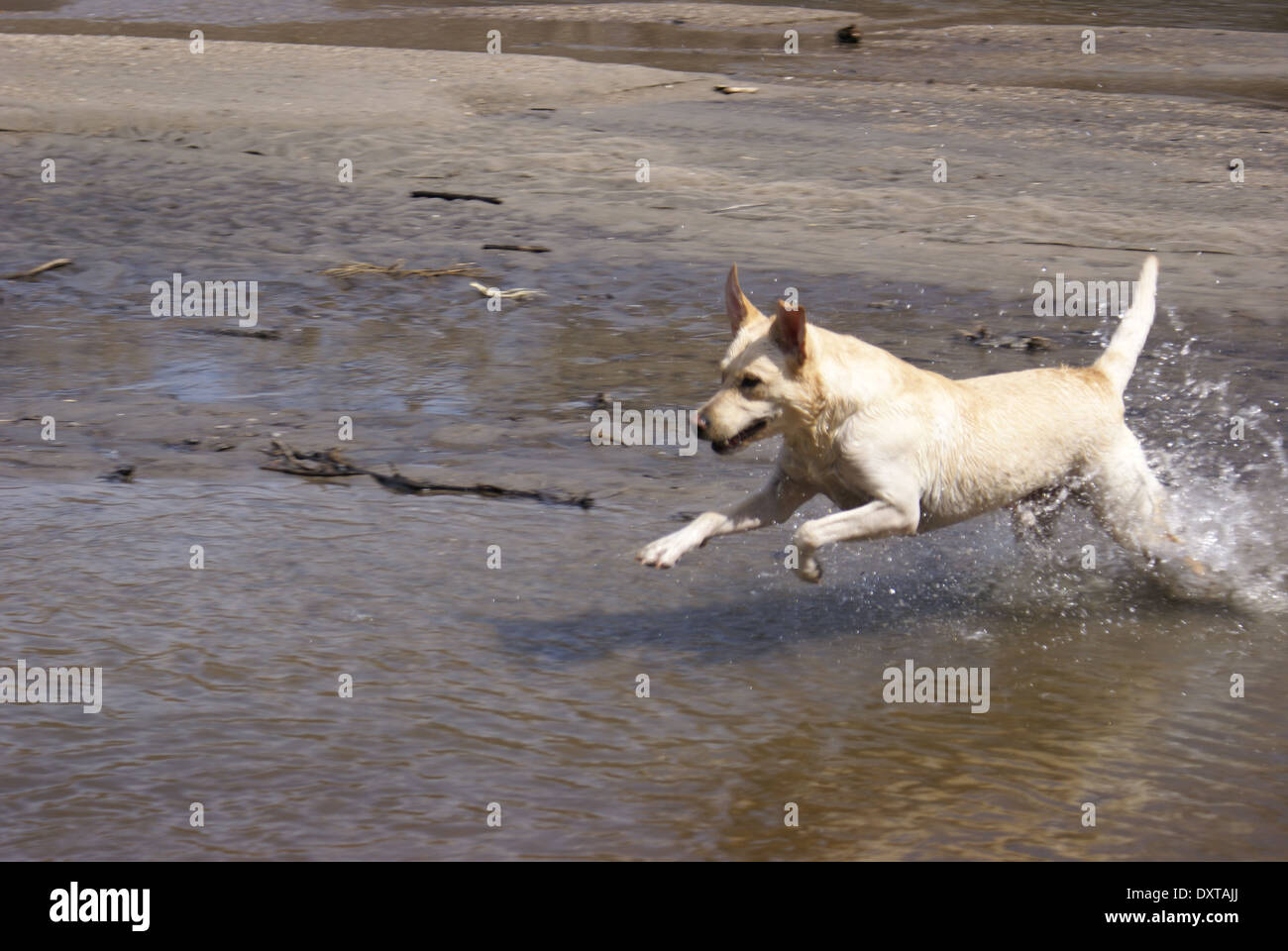 Photo of a Yellow Lab running and playing in a shallow river in mid ...