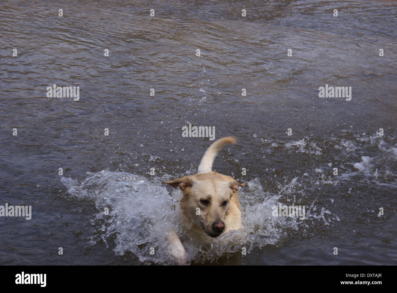 Flying lab hi-res stock photography and images - Alamy