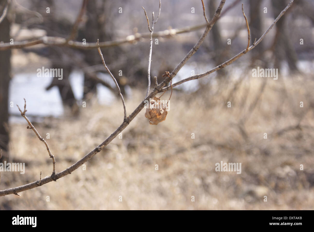 Minimalist photo of a dead leaf hanging from a branch in early spring ...