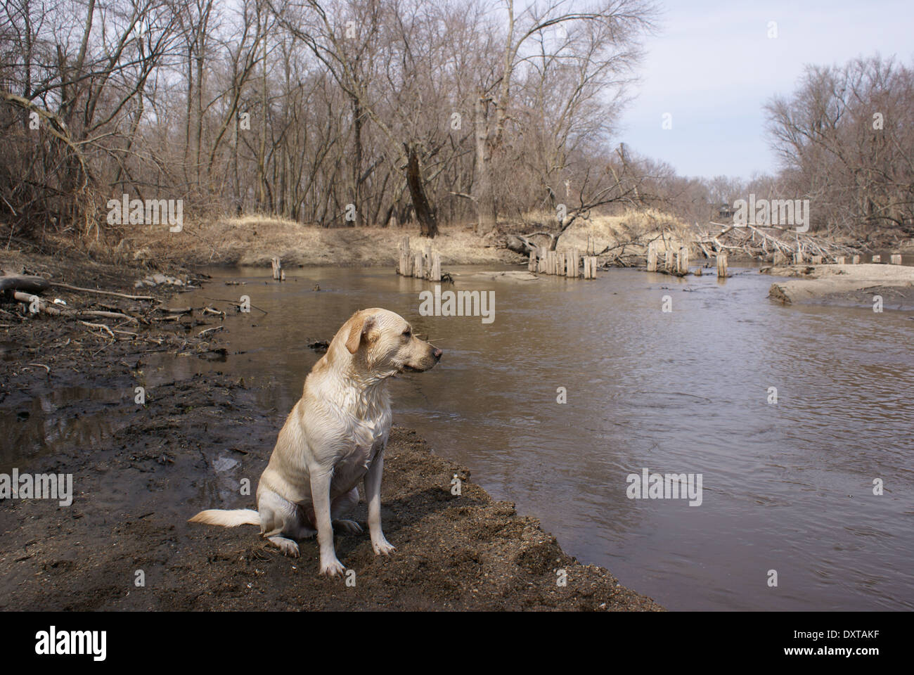 Yellow Labrador Retriever sitting on the shore of a river with old ...