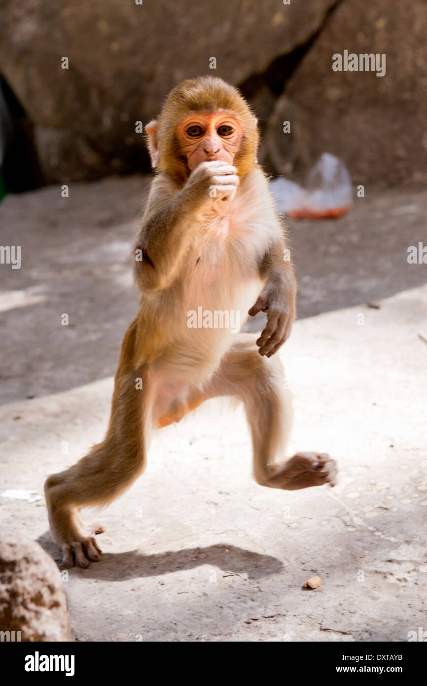 Myanmar, Popa mount, Monkey Stock Photo - Alamy