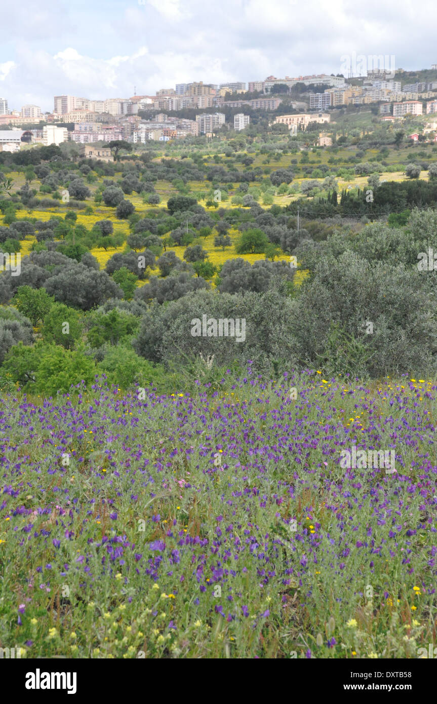 Field of flowers in the fore ground, olive grove in the middle ground ...