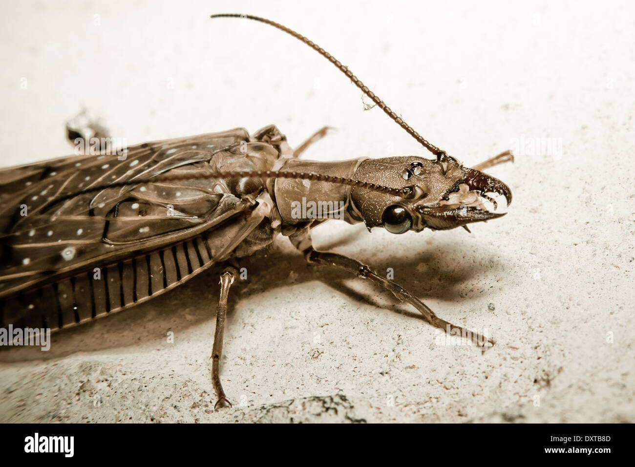 flying rain forest insect macro color processed Stock Photo - Alamy