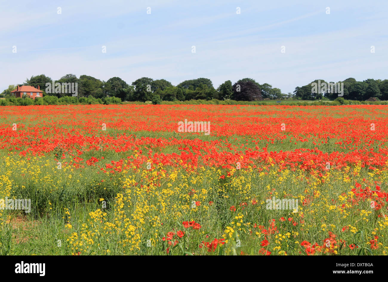 Red yellow landscape hi-res stock photography and images - Alamy