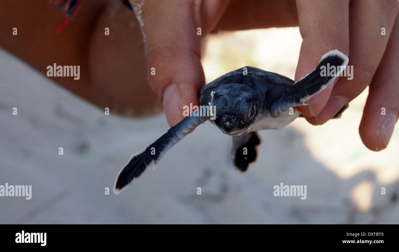 Baby sea turtle Stock Photo - Alamy