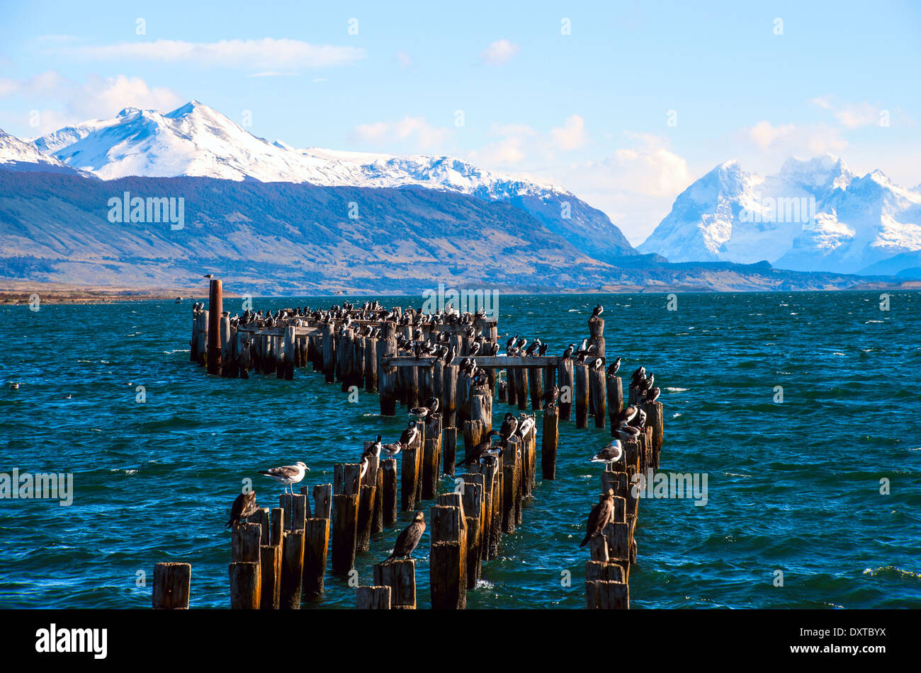 King Cormorant colony, Old Dock, Puerto Natales, Chile Stock Photo - Alamy