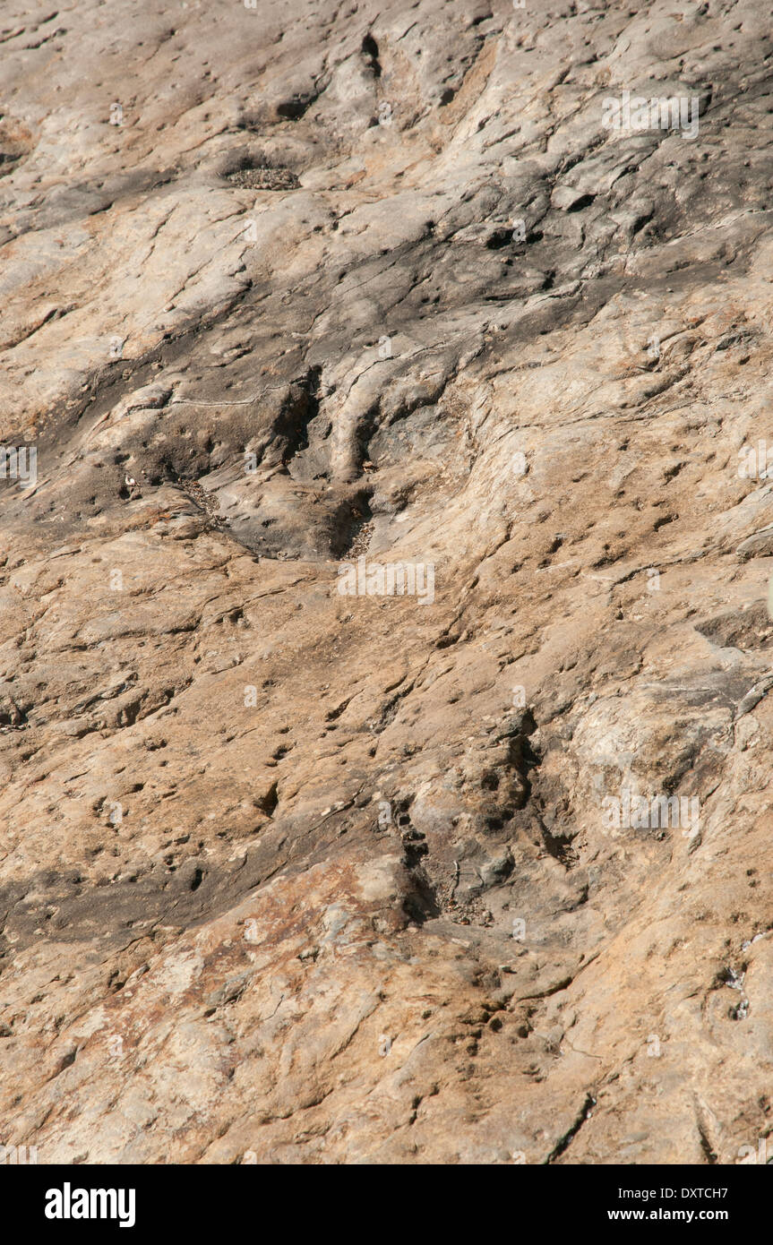 Ornithopod dinosaur footprints (or ichnites) in a flat rock, formerly ...