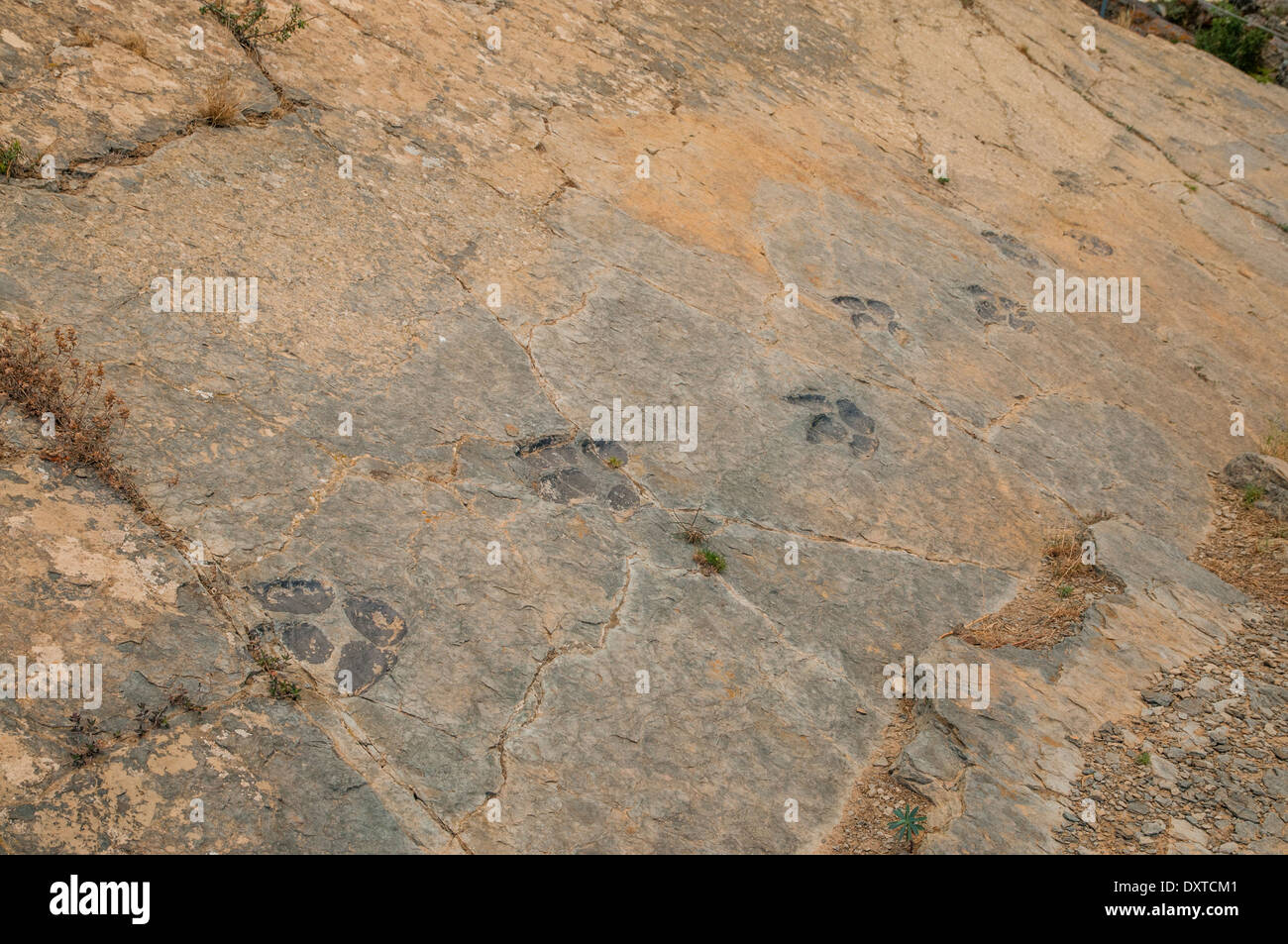 Tracks of Dinosaur footprints (or ichnites) in a flat rock, formerly ...