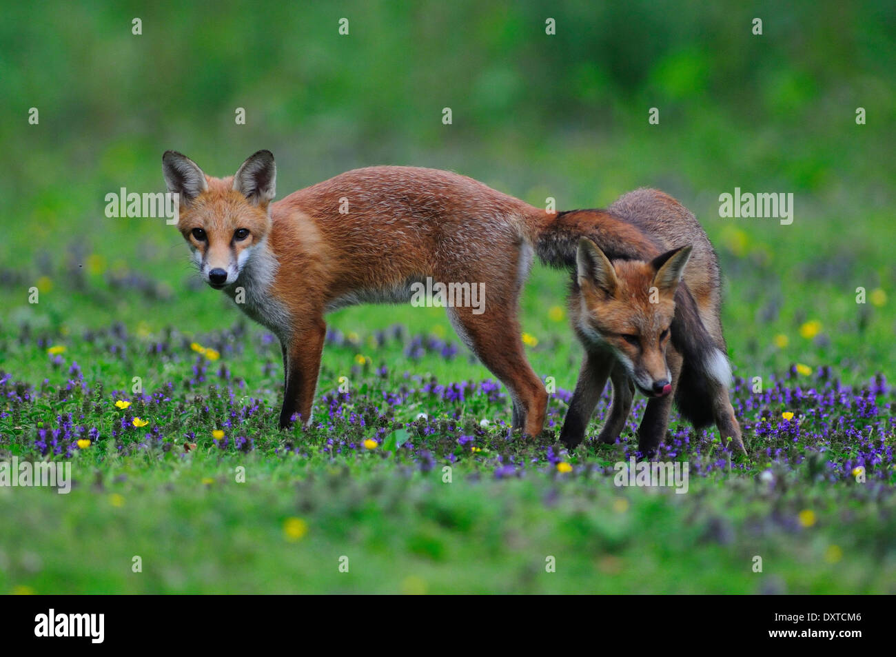 Red Fox Babies High Resolution Stock Photography and Images - Alamy
