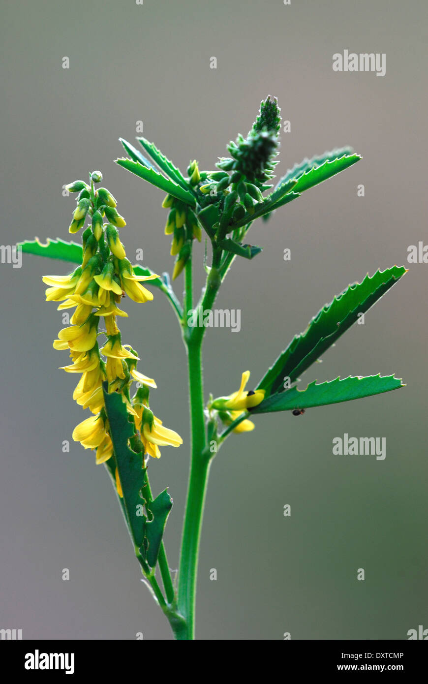 Ribbed Melilot High Resolution Stock Photography and Images - Alamy