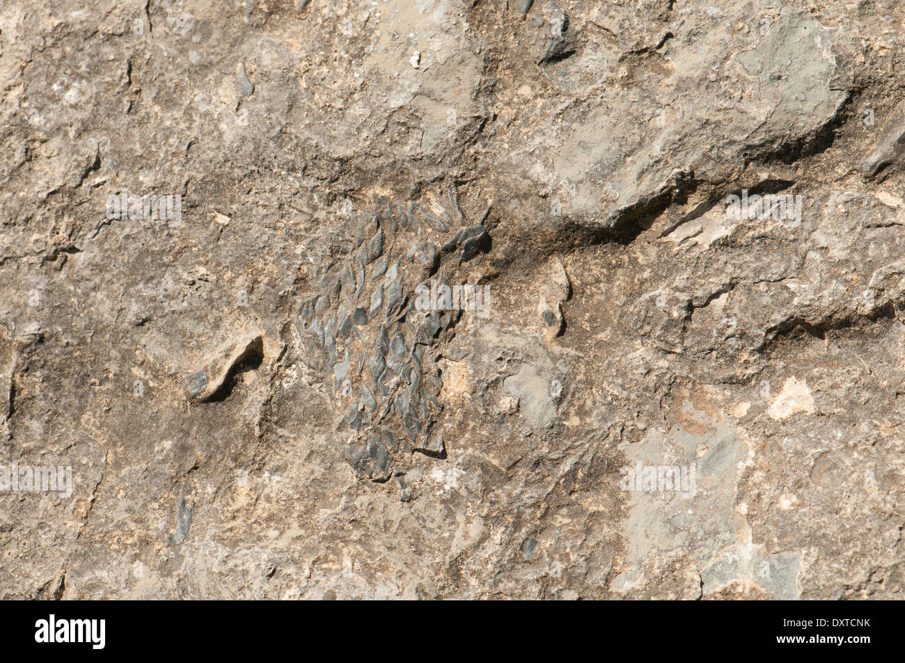 Fossil fish embedded in the rock where the scales can be clearly seen ...