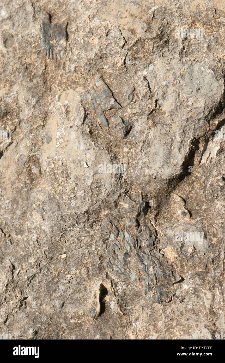 Fossil fish embedded in the rock where the scales can be clearly seen ...