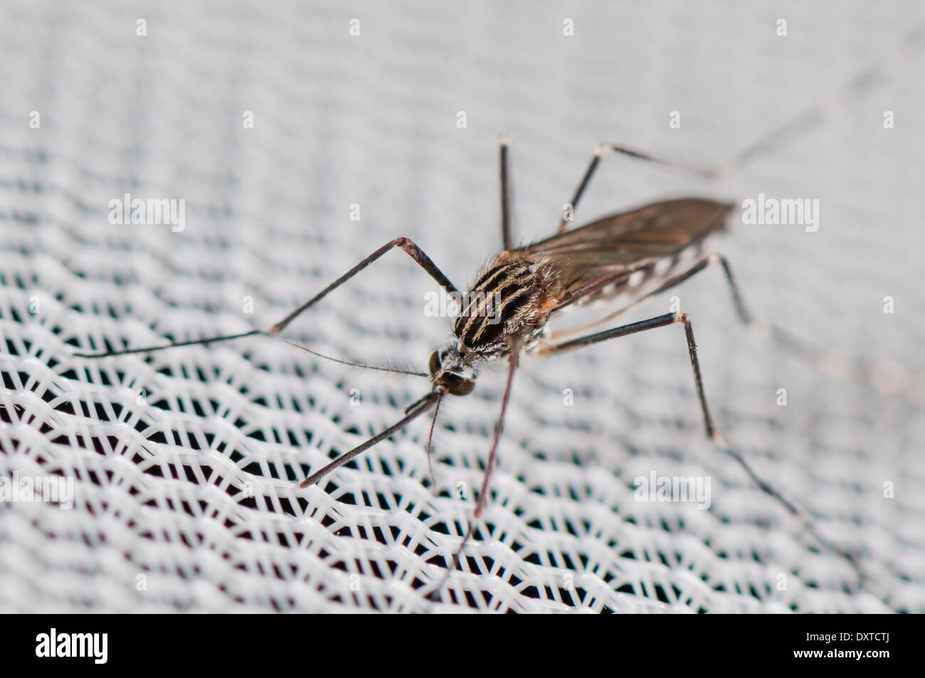 Found from 2012 in Belgium and Italy Aedes koreicus is an Asian ...