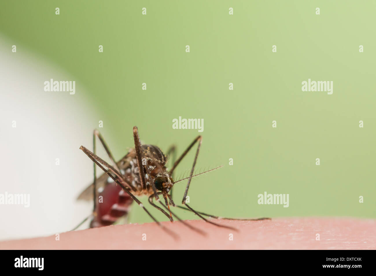 Aedes japonicus invasive mosquito species to Central Europe ...