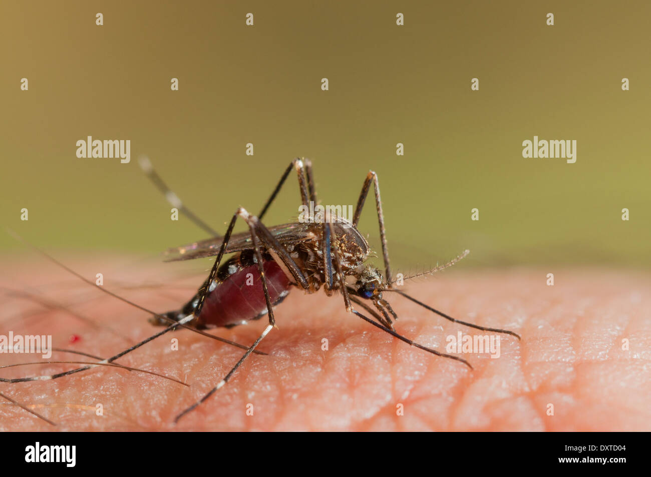 Aedes japonicus invasive mosquito species to Central Europe ...