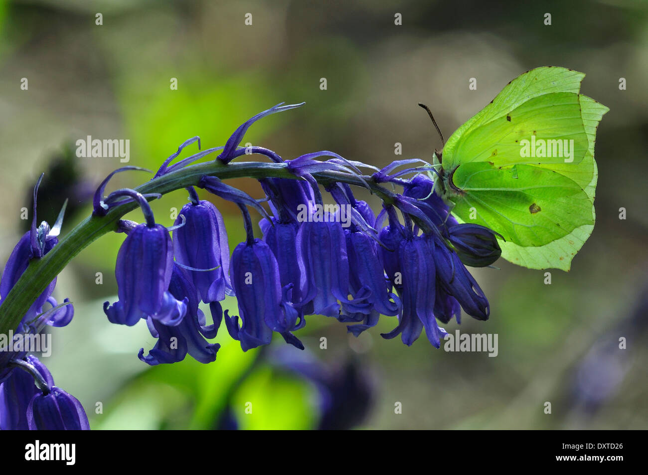 Flying brimstone butterfly hi-res stock photography and images - Alamy