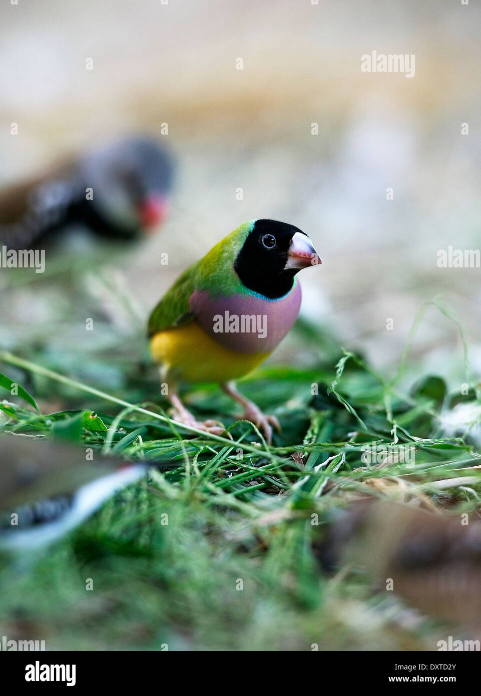 Black headed gouldian finch hi-res stock photography and images - Alamy