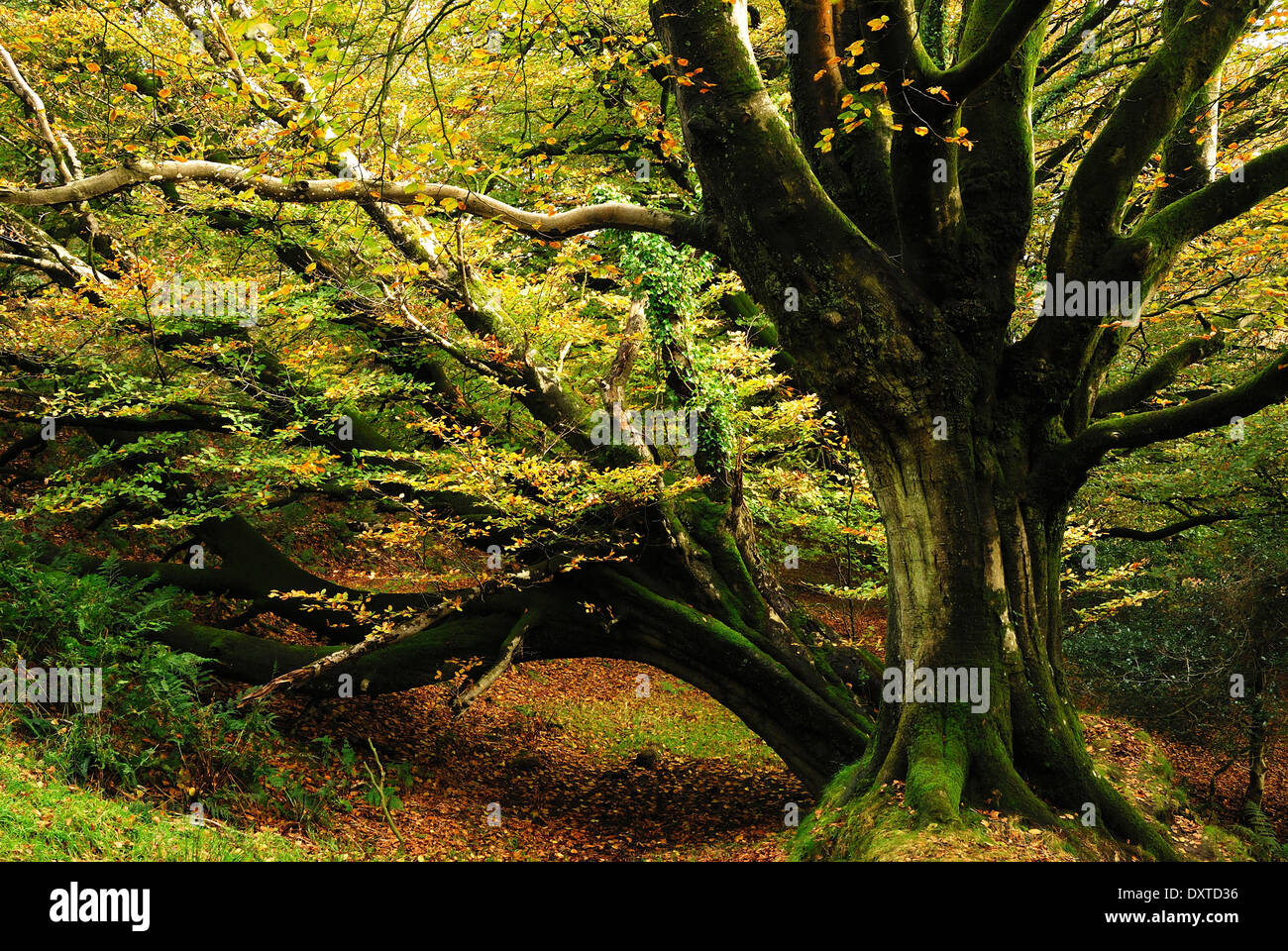 Beech trees on Lewesdon Hill in the autumn Dorset UK Stock Photo - Alamy
