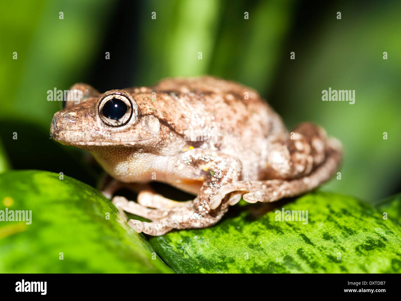 Frog laughing hi-res stock photography and images - Alamy