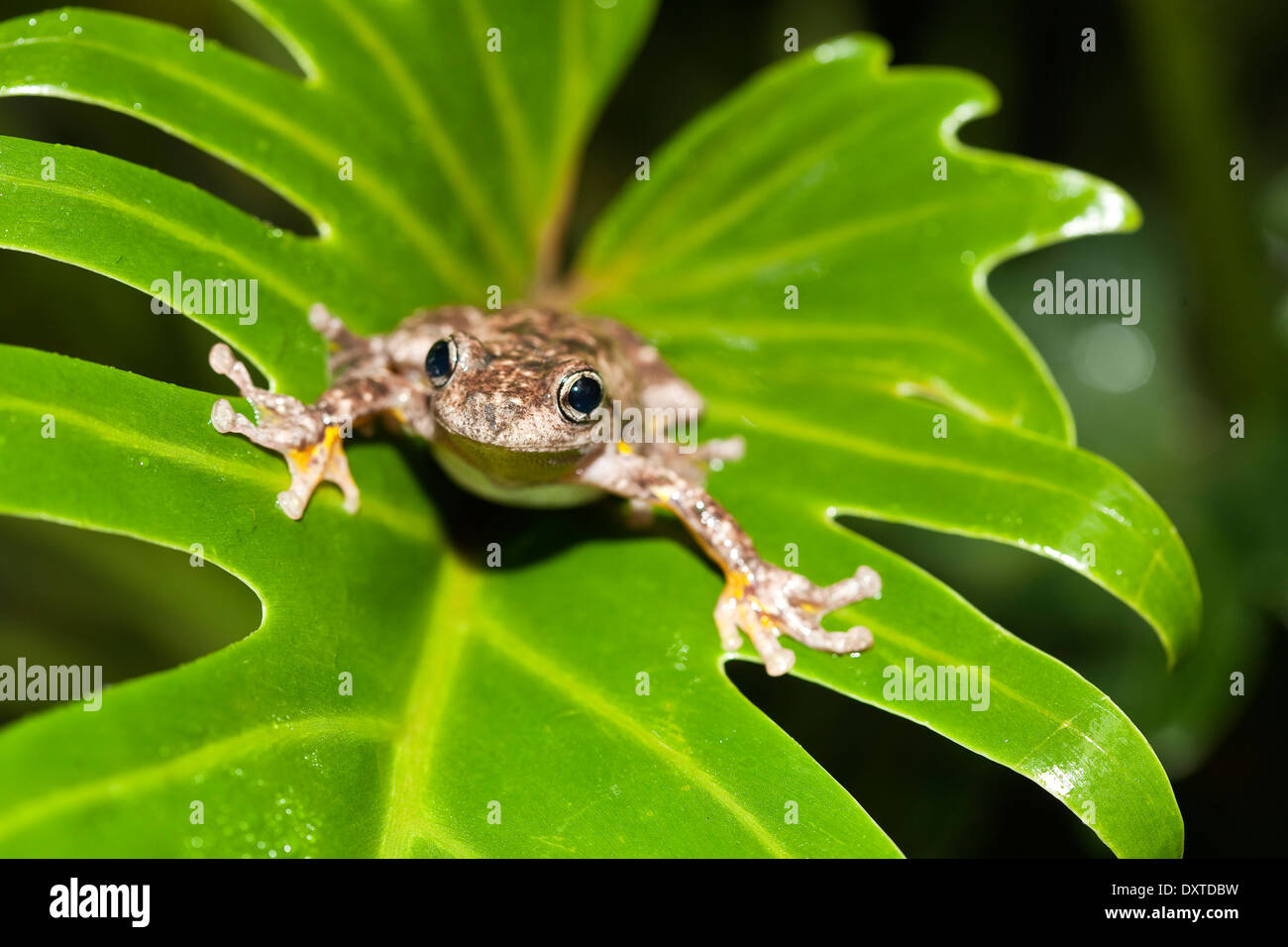 Laughing Tree Frog - Australian Native Wildlife Stock Photo - Alamy