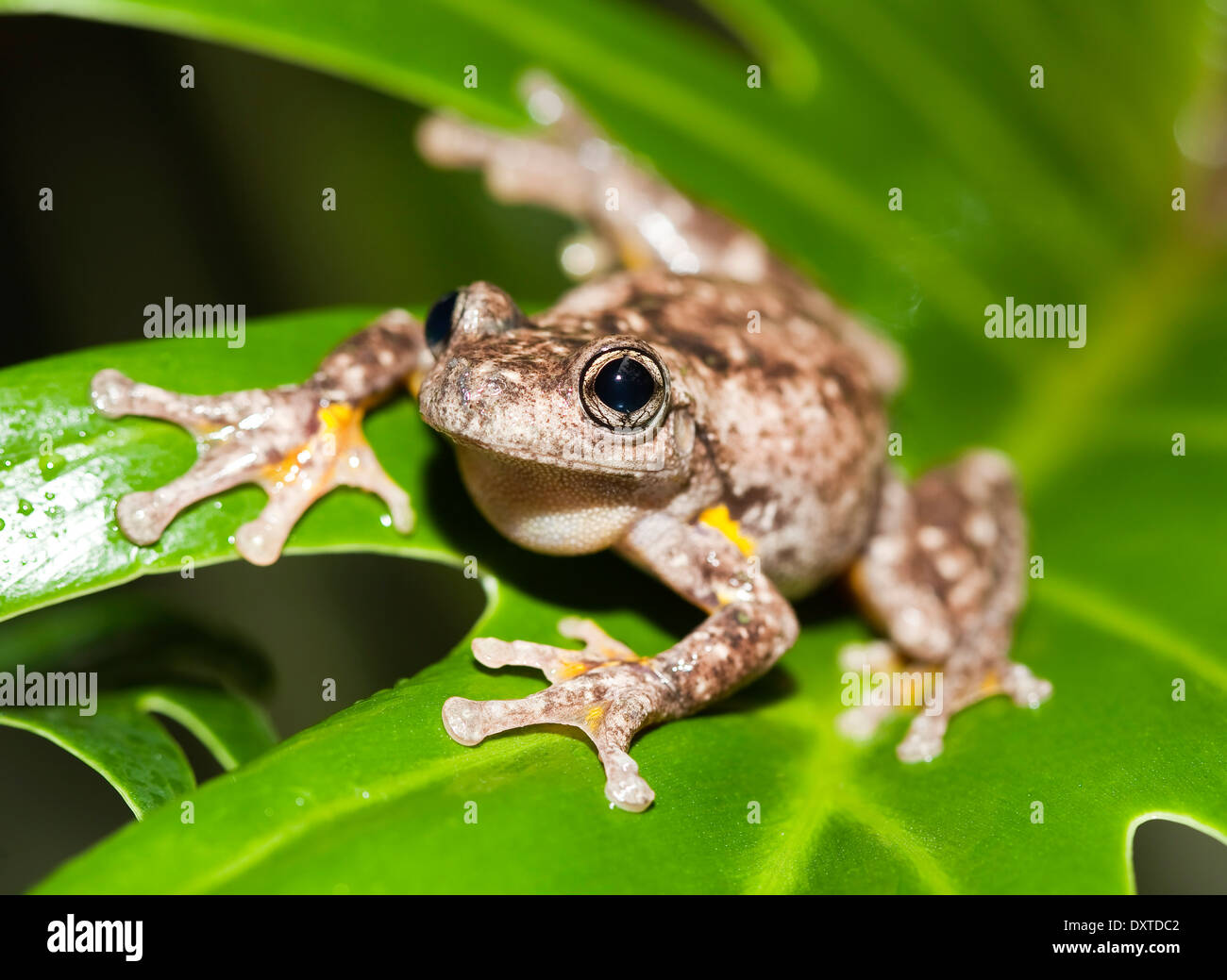 Frog laughing hi-res stock photography and images - Alamy