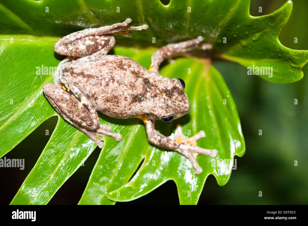 Laughing Tree Frog - Australian Native Wildlife Stock Photo - Alamy