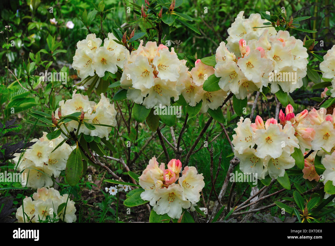 Shrub with yellow flowers hi-res stock photography and images - Alamy