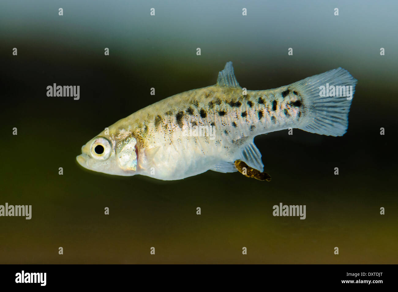 Spanish toothcarp hi-res stock photography and images - Alamy