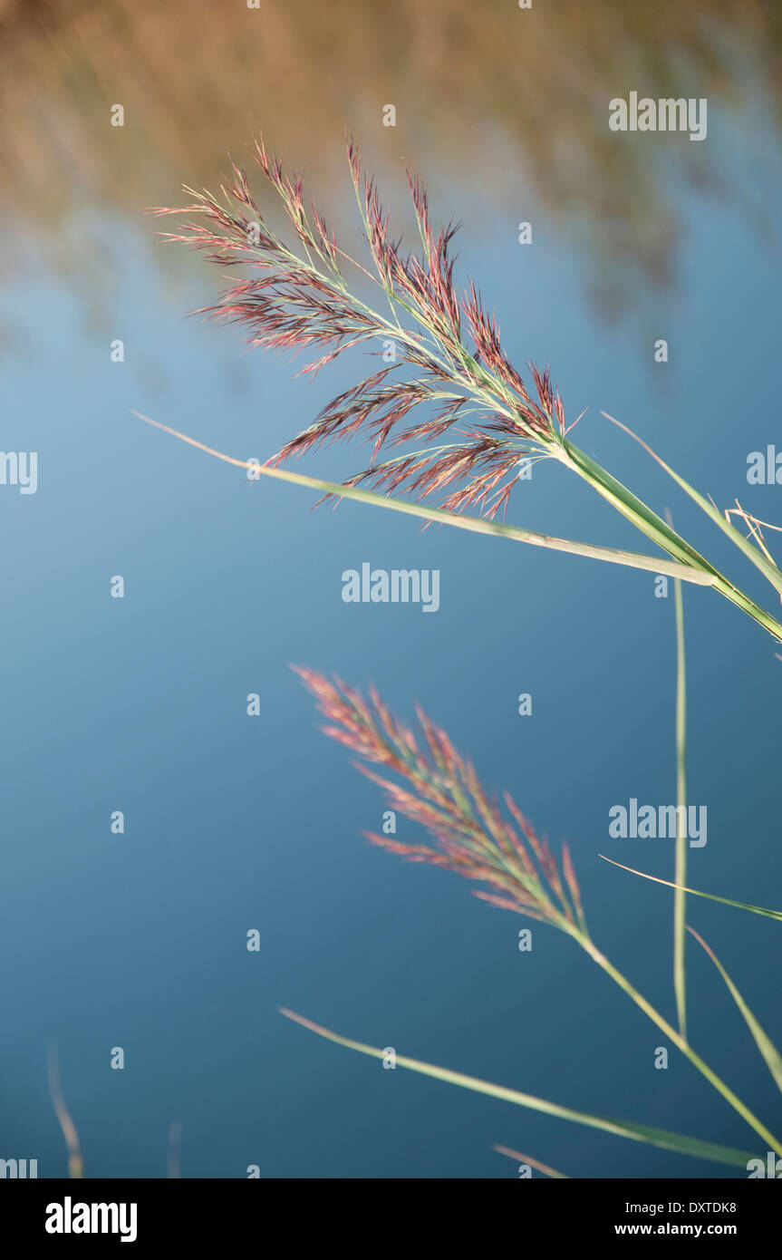 Phragmites communis planta planta poaceae hi-res stock photography and ...