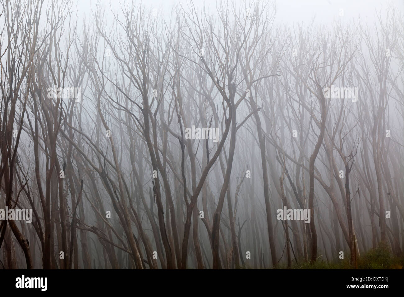 Plants burnt and regrowth hi-res stock photography and images - Alamy
