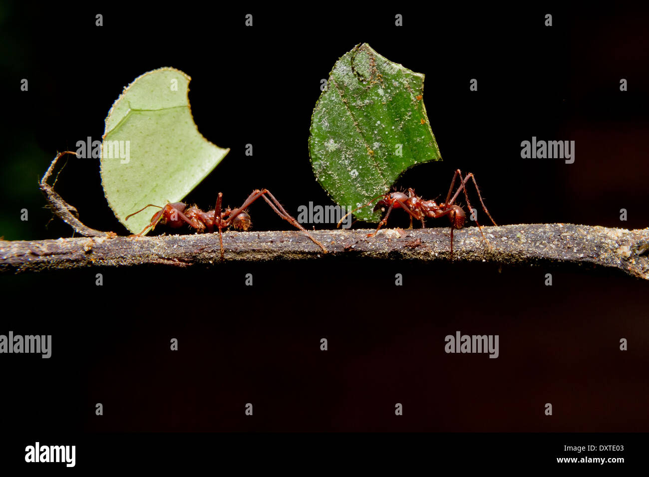 Leaf cutter ants rainforest hi-res stock photography and images - Alamy