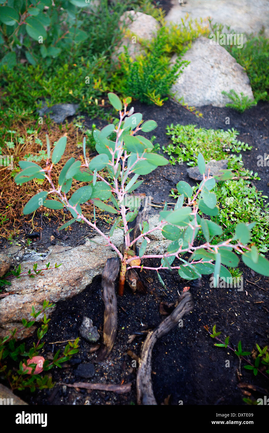 Ash sapling hi-res stock photography and images - Alamy