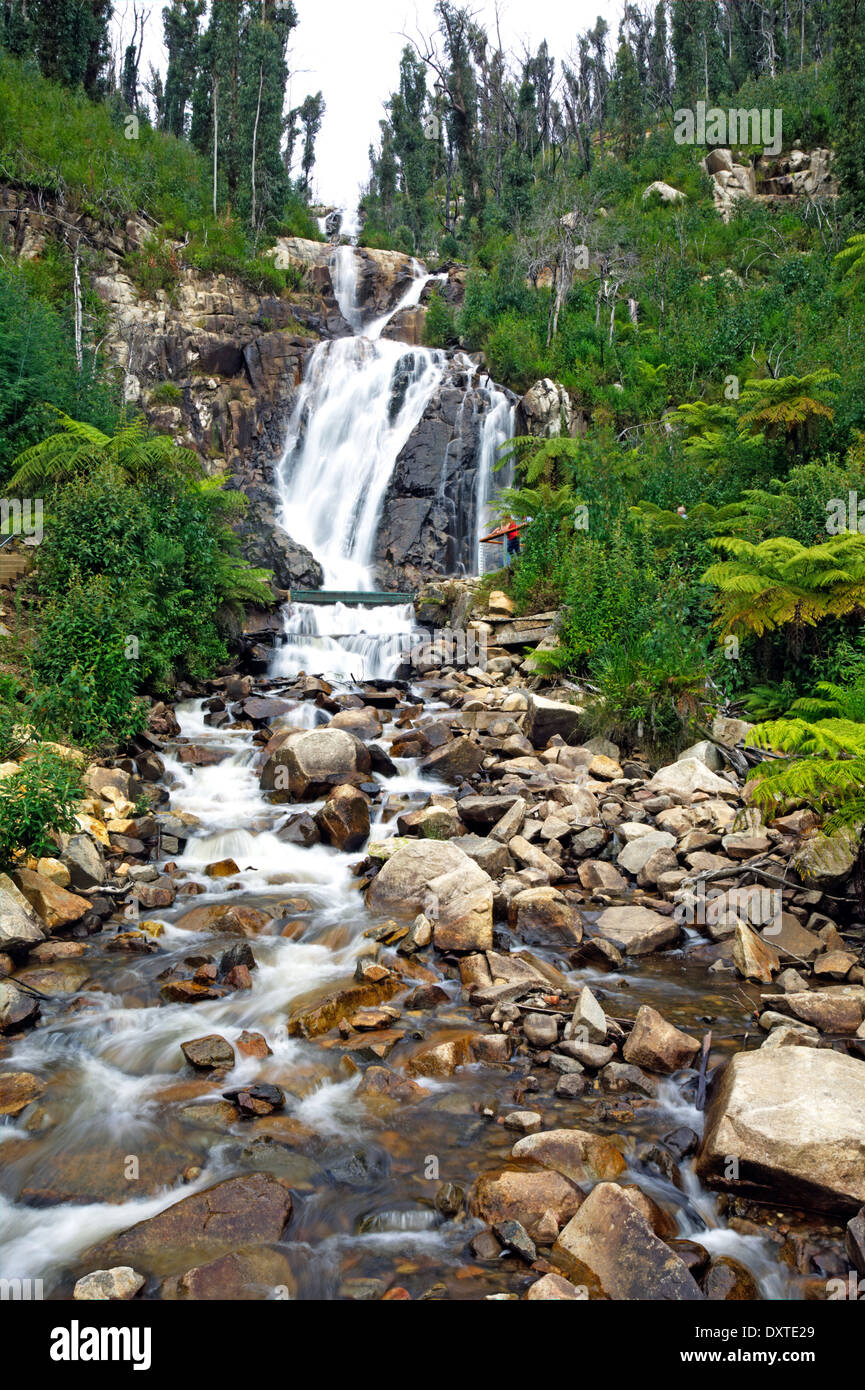 Regrowth hi-res stock photography and images - Alamy